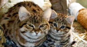 It May Look Cute But It’s A Killer, Worlds Deadliest Cat Arrives At Zoo ...