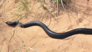 Florida Releases ‘Apex’ Predators To Curb Their Snake Problem | Stories ...