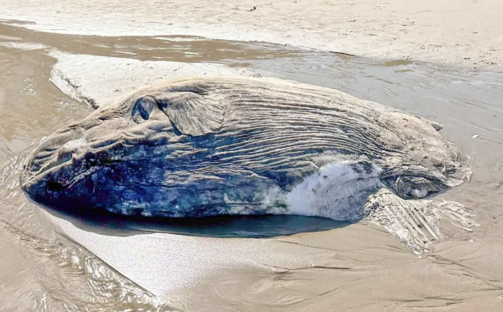 Strange Fish Washes Ashore In Oregon | Stories Ongoing