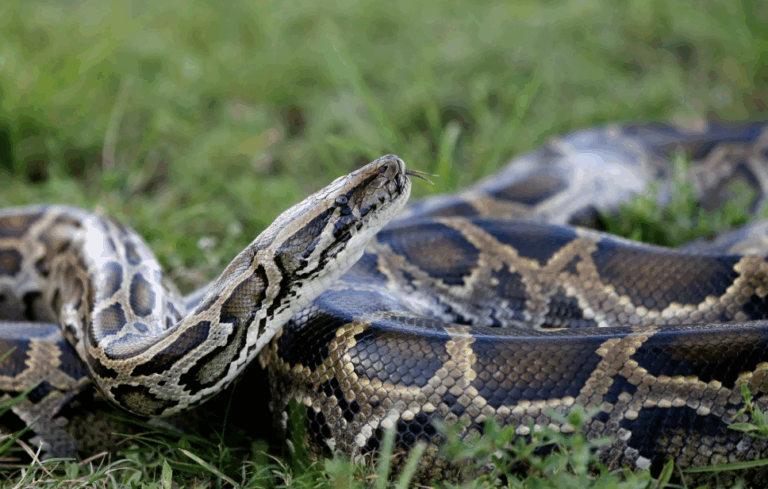 12 Foot Burmese Python Caught In Southwest Florida | Stories Ongoing